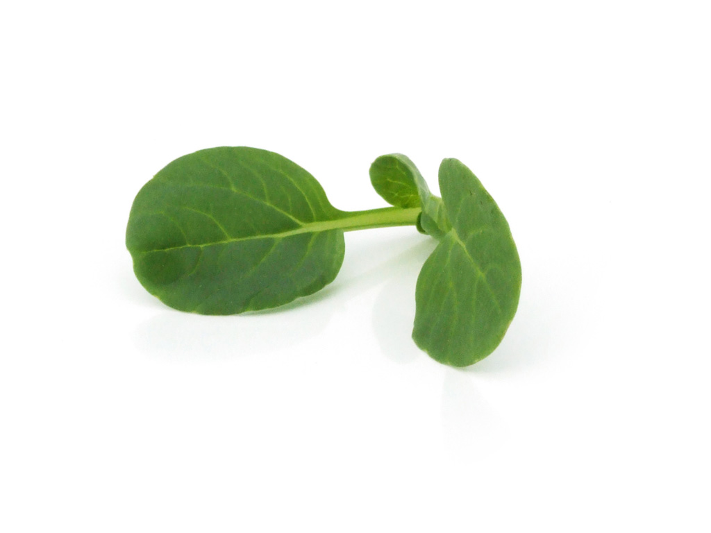 Mini Green Tatsoi - PUURgroenten